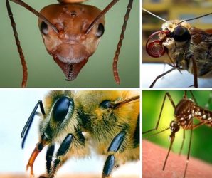 Insetos: características, classificações e exemplos