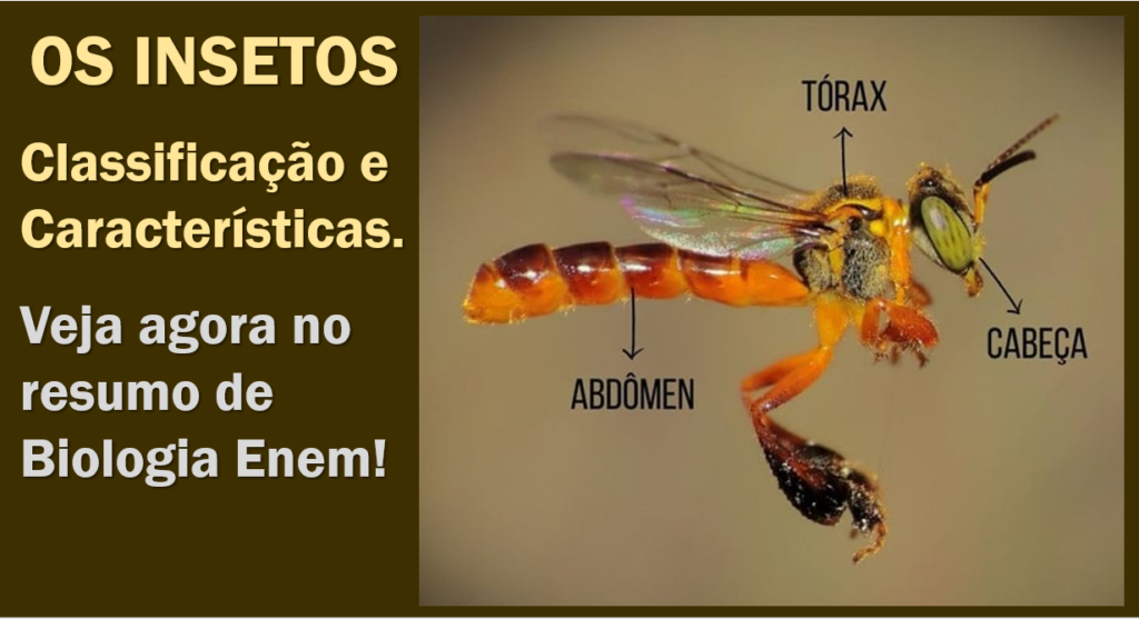 Insetos: características, classificações e exemplos
