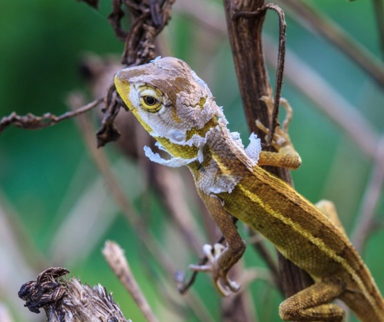 Répteis: o que são, características, classificação e exemplos