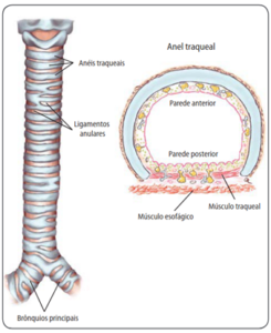 Sistema respiratório: função, órgãos e funcionamento