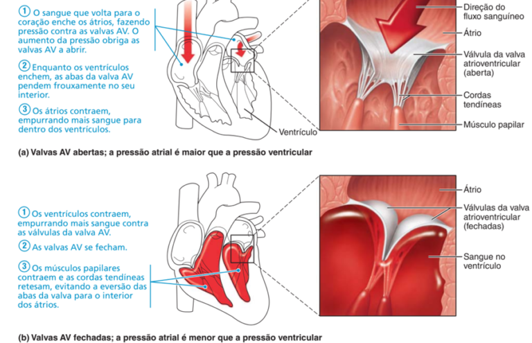 Sistema cardiovascular: o que é, órgãos e características