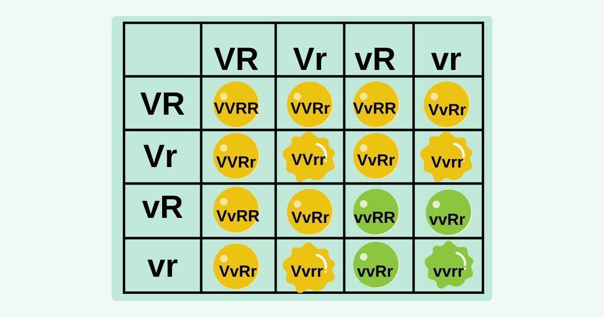 Segunda Lei de Mendel: independência genética | Curso de Genética Básica