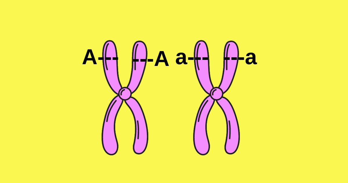 Alelos: desvende as variações genéticas | Curso de Genética Básica