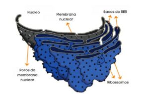 Células eucariontes | Recomposição de Aprendizagem